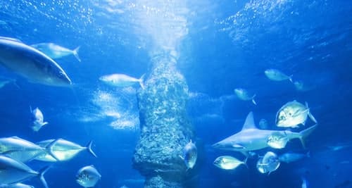 AQWA: The Aquarium of Western Australia Perth Tickets | Fever