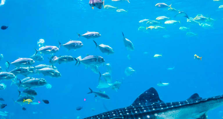 Georgia Aquarium Admission - Atlanta | Fever