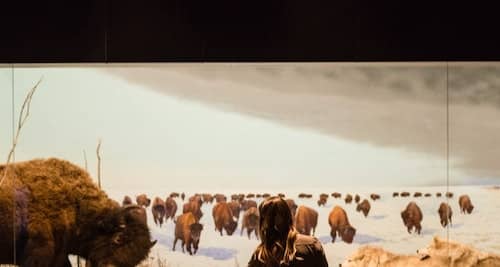 Canadian Museum of Nature Ottawa Tickets | Fever