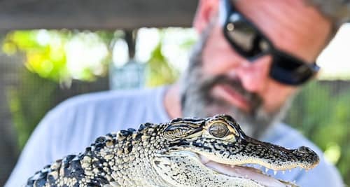 Paquete de Aventura en los Everglades de Florida Entradas en Miami | Fever