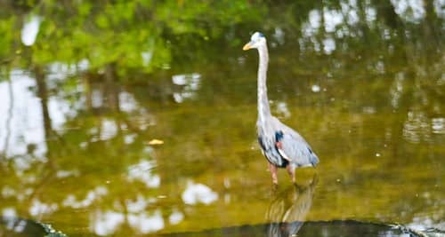 Aventura de 60 minutos en hidrodeslizador Gator Nights - Miami | Fever