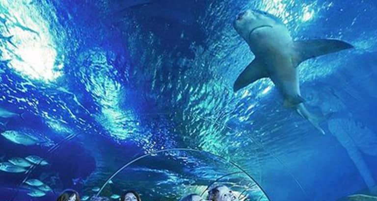 AQWA The Aquarium of Western Australia - Perth | Fever