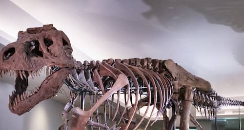The Field Museum of Natural History: General Admission + Exhibitions ...