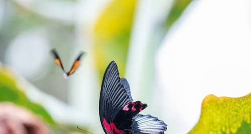 Cockrell Butterfly Center at Houston Museum of Natural Science | Fever
