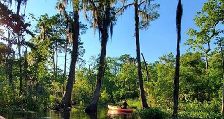 Manchac Swamp Kayak Tour - New Orleans | Fever