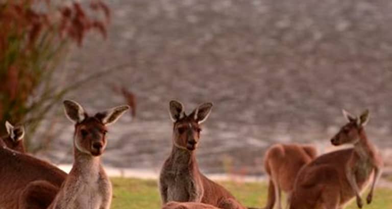 Half-Day Swan Valley & Wildlife Park Tour Perth Tickets | Fever