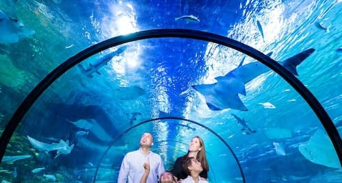 The National Aquarium Abu Dhabi Tickets | Fever