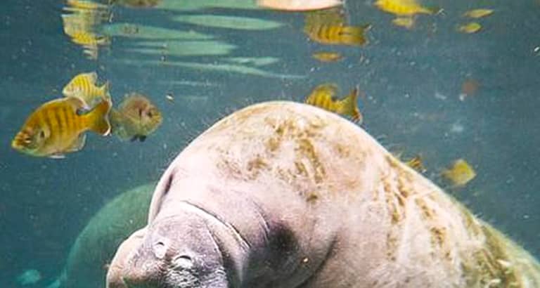 Crystal River Manatee Tour & Everglades Airboat Ride (Orlando) Tickets ...