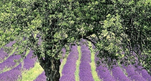 Circuit des Gorges du Verdon et des Champs de Lavande - Nice | Fever