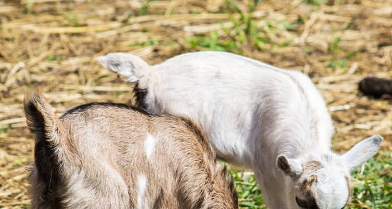 Exotic Tea Tasting Afternoon with Goofy Goats at 29 Oaks Ranch - Los ...