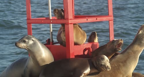 Two-Hour Harbor Cruise & Sea Lion Adventure San Diego Tickets | Fever