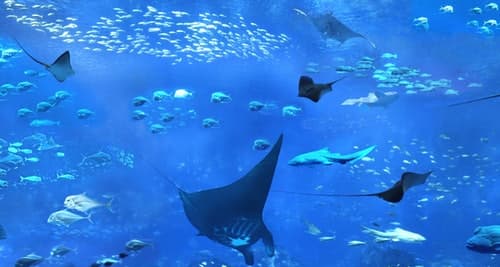 Sentosa Fun Pass: A wonderland of awesome attractions Singapore | Fever