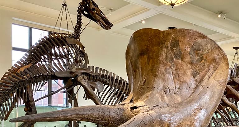 Museum of Natural History Murder Mystery & Scavenger Hunt NYC Tickets ...