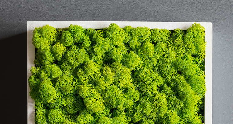 Moss Art Workshop - SF Bay Area | Fever