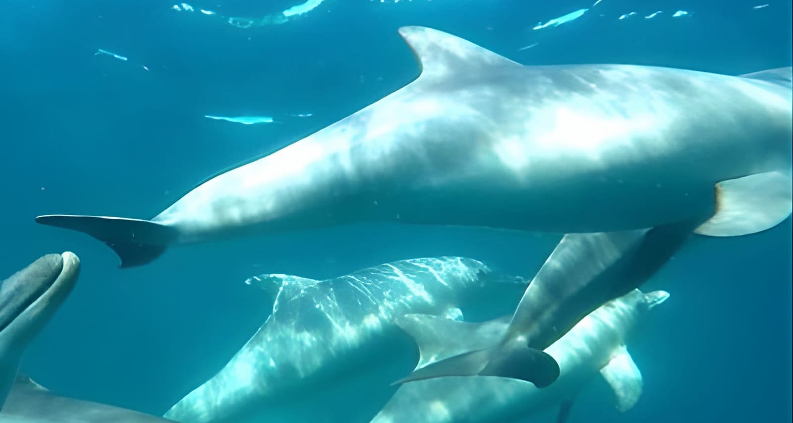Swim with Wild Dolphins Day Tour (Perth) Tickets | Fever