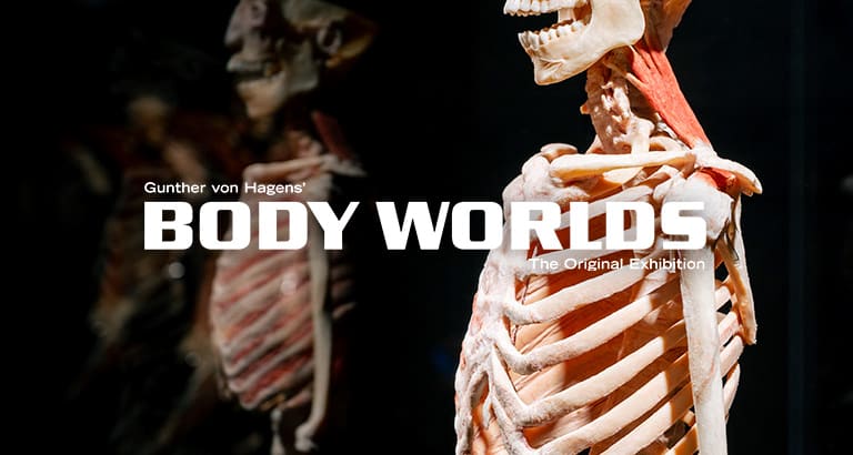 BODY WORLDS: The Anatomy of Happiness - Brisbane - Tickets | Fever