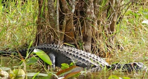 Everglades: Airboat Ride, Wildlife Show & Roundtrip Transport from ...