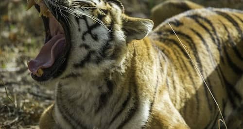 Billets pour Zoo Safari de Thoiry : billet coupe-file | Fever