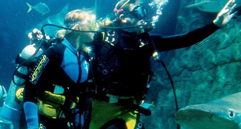 Melbourne SEA LIFE Aquarium Shark Dive Xtreme Experience - Melbourne ...