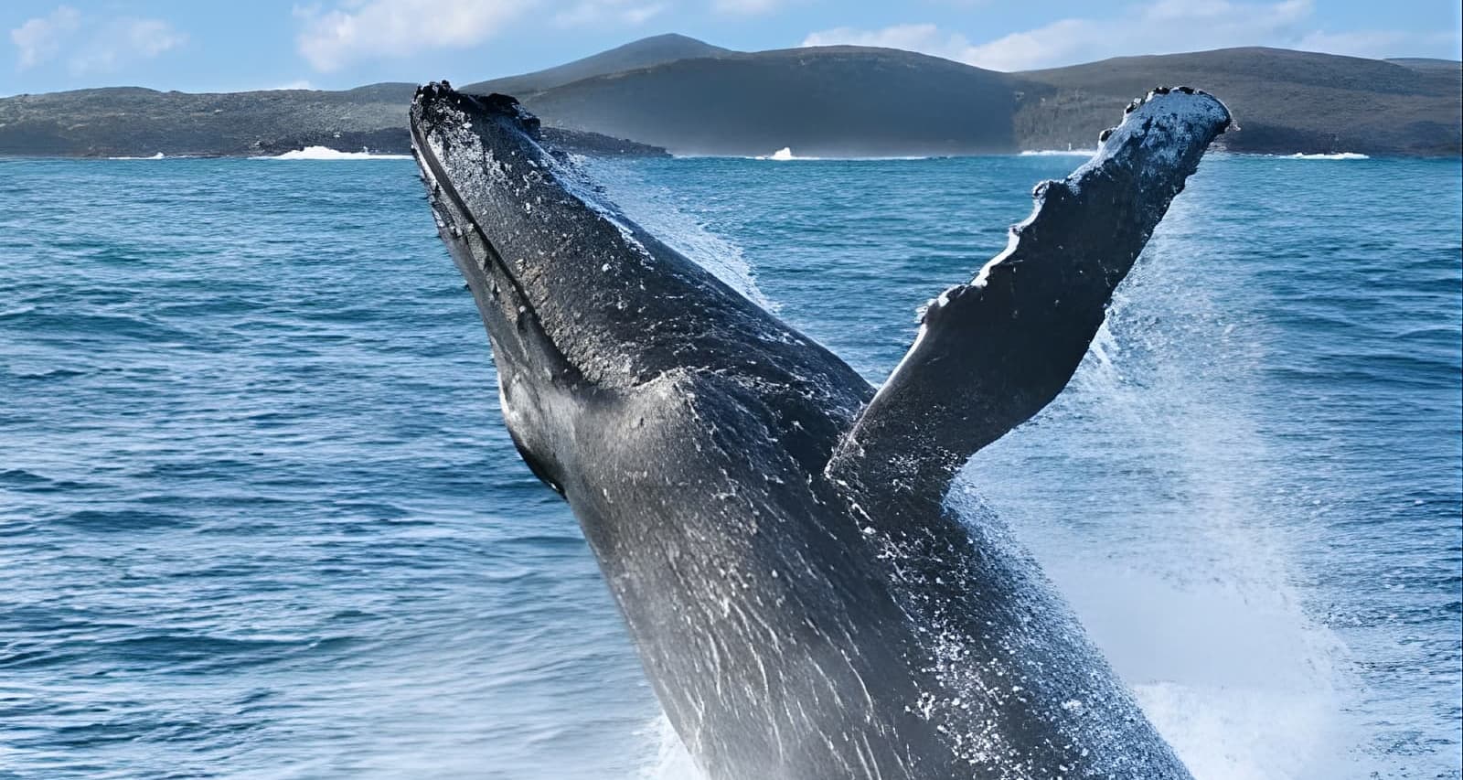 Port Stephens: Whale Watching Cruise (Newcastle) Tickets | Fever