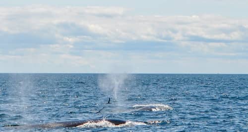 Boston Harbor Whale Watch Cruise Tickets | Fever