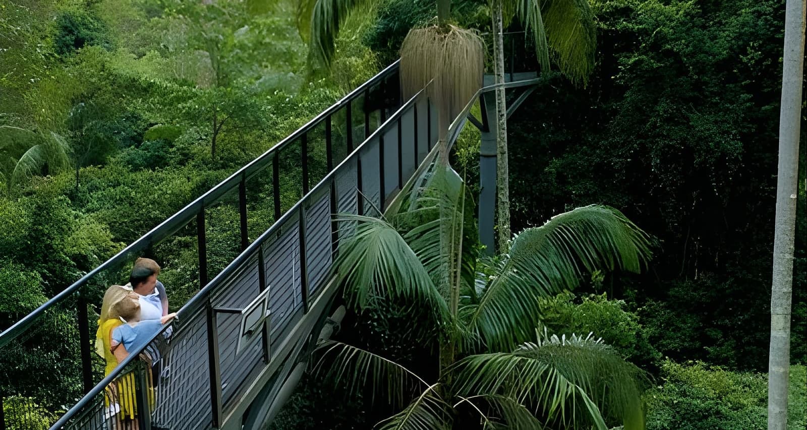 Premium Springbrook Natural Bridge, Glow Worm Cave & Skywalk (Brisbane ...