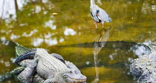 Gator Nights 60-Minute Airboat Adventure Miami Tickets | Fever