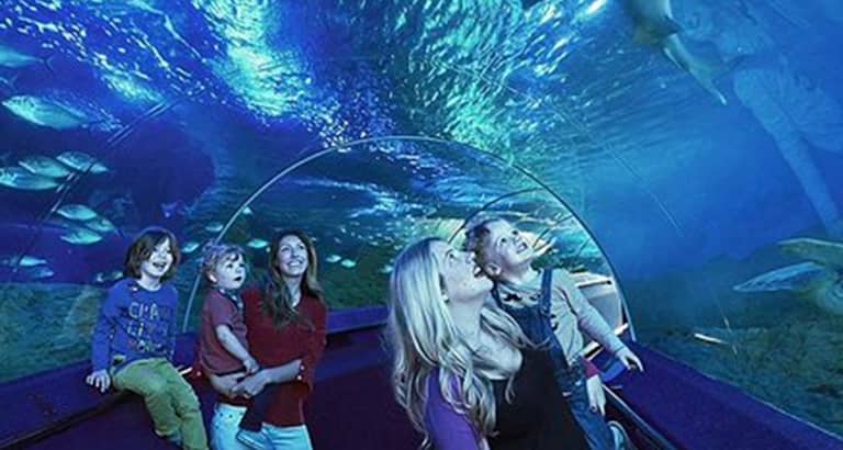 AQWA The Aquarium of Western Australia - Perth | Fever