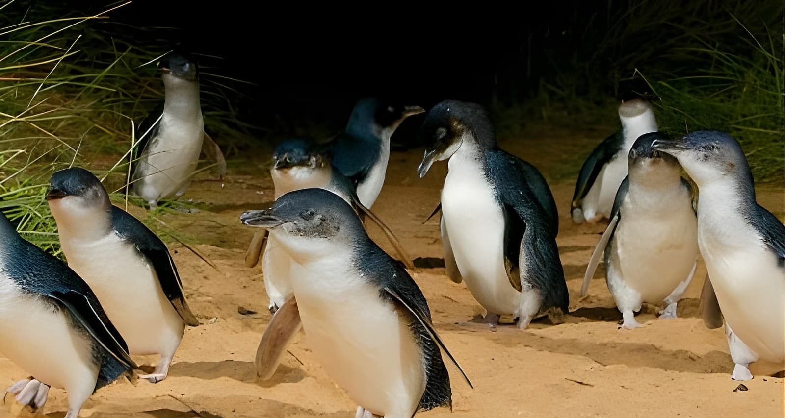 Full-day Melbourne City Sightseeing with Penguin Parade (Melbourne ...