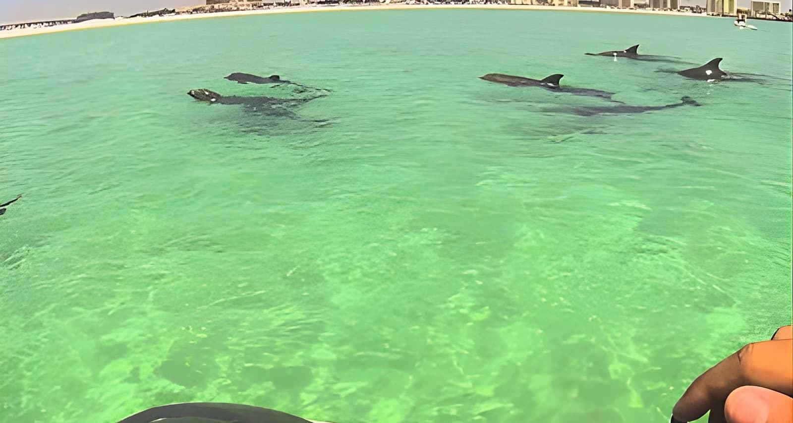Waverunner Dolphin Tour (Destin) Tickets | Fever