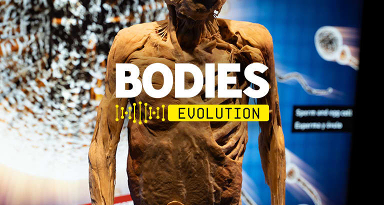 Bodies Evolution Tickets - Real Human Bodies Concepción | Fever