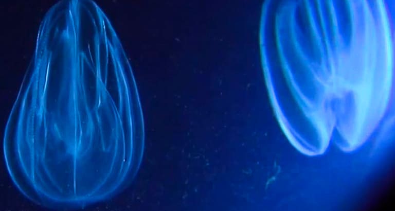 Comb Jelly Bioluminescence Kayak Tour (Orlando) Tickets | Fever