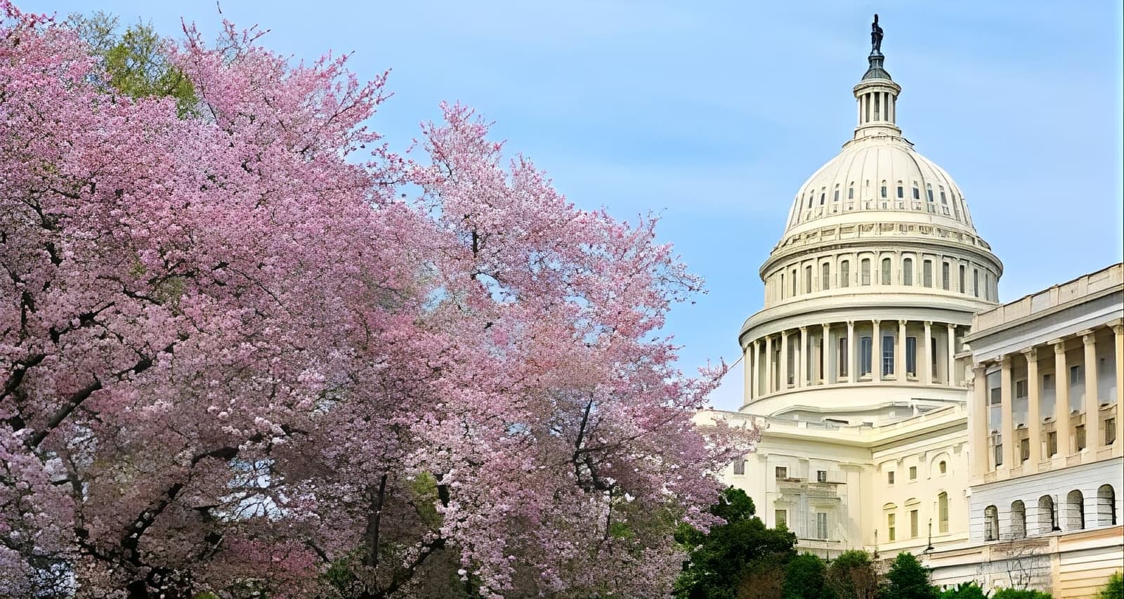 The DC Cherry Blossom Tour (Washington DC) Tickets | Fever