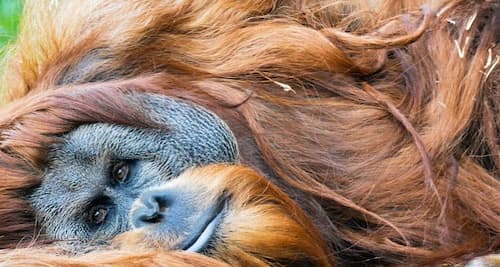 Accès coupe-file au Zoo d'Amnéville - Metz | Fever