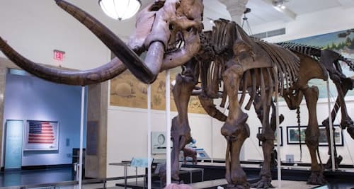 American Museum of Natural History (AMNH): All Ticketed Exhibitions ...