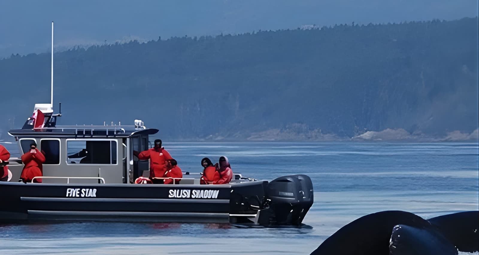 Ultimate Marine Whale & Wildlife Tour (Victoria) Tickets | Fever