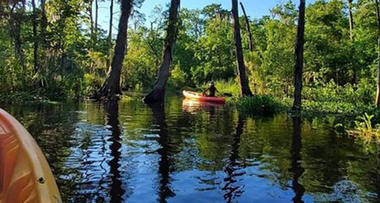 Manchac Swamp Kayak Tour - New Orleans | Fever