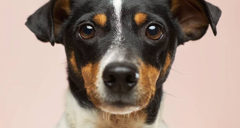 Hope Fest: Dog Fest - Manchester | Fever