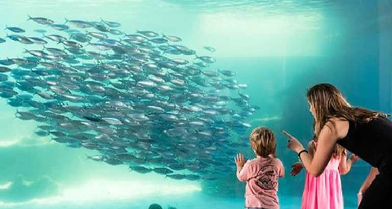 Glass Bottom Boat and Entry at AQWA (Perth) Tickets | Fever