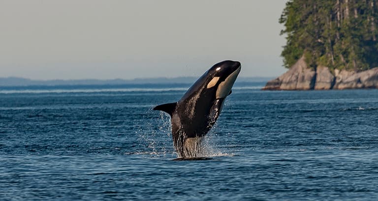 Bremer Bay Orca Experience from Perth - Perth | Fever