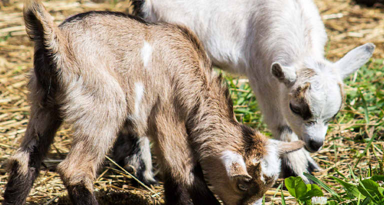 Exotic Tea Tasting Afternoon with Goofy Goats at 29 Oaks Ranch - Los ...
