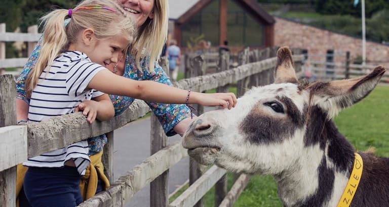 The Donkey Sanctuary - Manchester | Fever