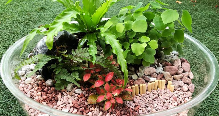 Terrarium Building Workshop at The Sundowner Rooftop - Singapore | Fever