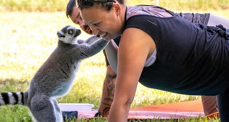 Lemur Yoga - Webster - Tickets | Fever