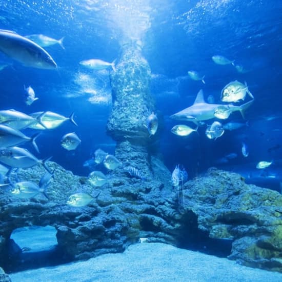 AQWA: The Aquarium of Western Australia Perth Tickets | Fever