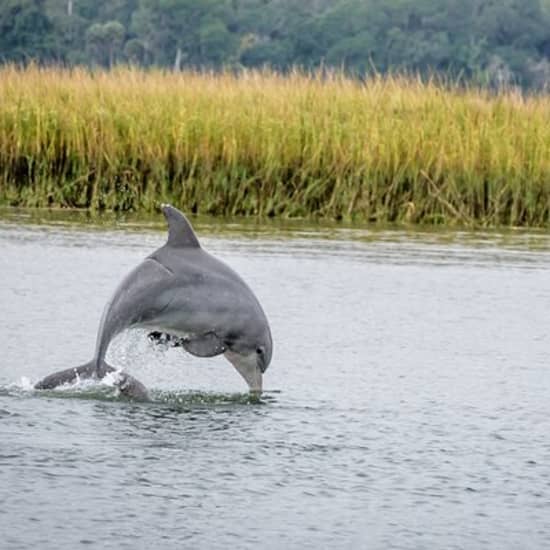 2 Hours Dolphin Eco Tour (Savannah) Tickets | Fever