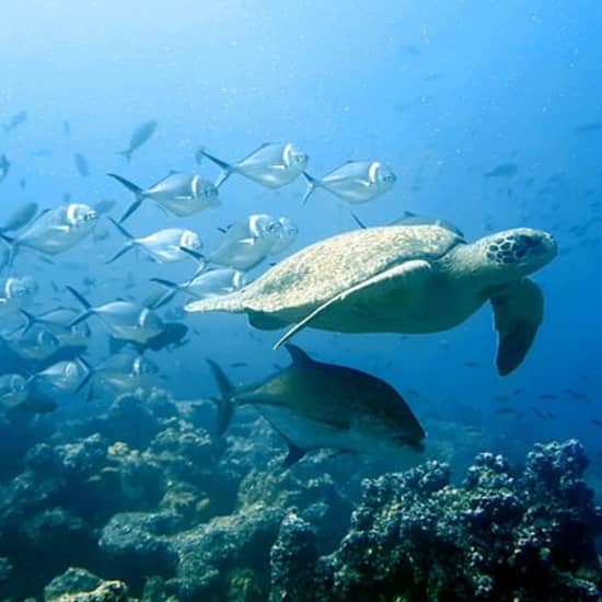 Full Day Tour Pinzon Island + La Fe/Las Palmas - Snorkeling & Fishing ...