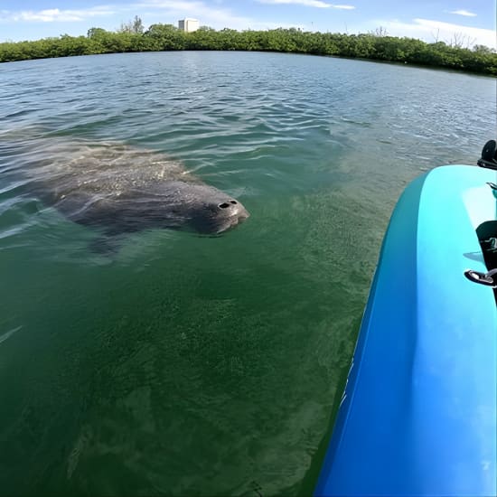 Lido Key Pedal Kayak Tour in Sarasota (Sarasota) Tickets | Fever