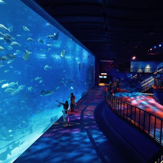 S.E.A. Aquarium™: Sentosa Island's top aquatic attraction Singapore | Fever