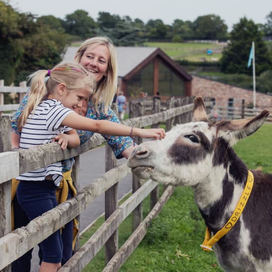 The Donkey Sanctuary - Manchester | Fever